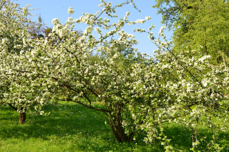 The Radiant Crabapple Tree - Minneopa Orchards