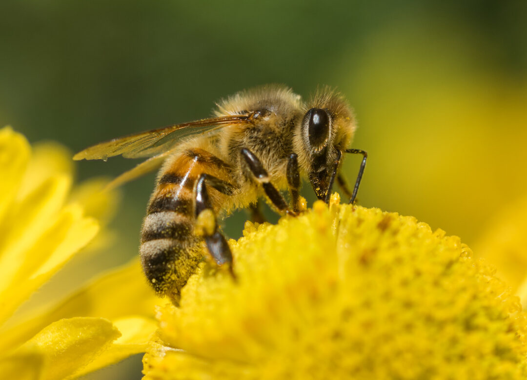 How Bees Reproduce - Minneopa Orchards