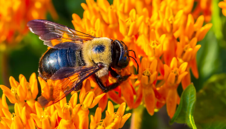 How Do Bees Make Wax - Minneopa Orchards