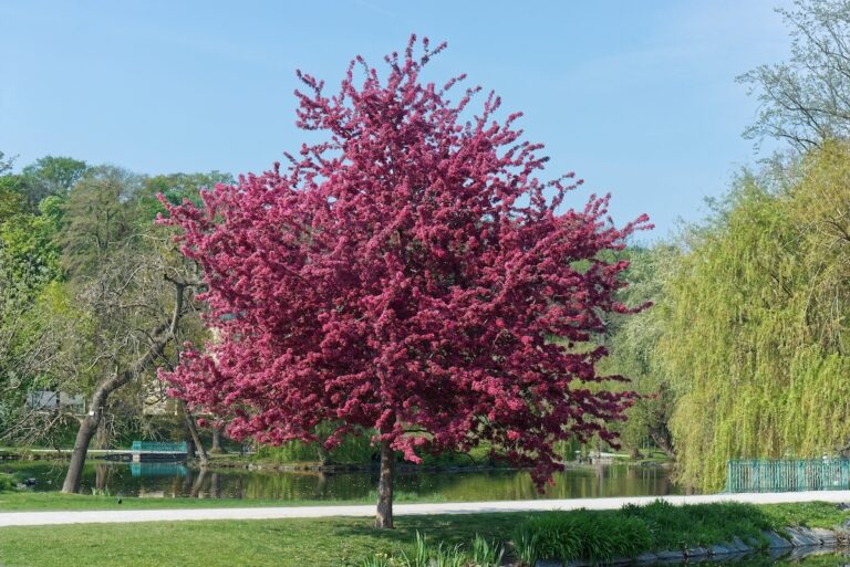The Velvet Pillar Crabapple Tree - Minneopa Orchards