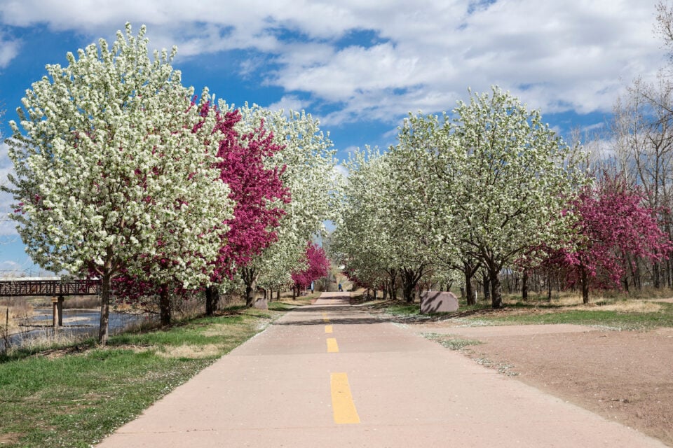 The Whitney Crabapple Tree - Minneopa Orchards