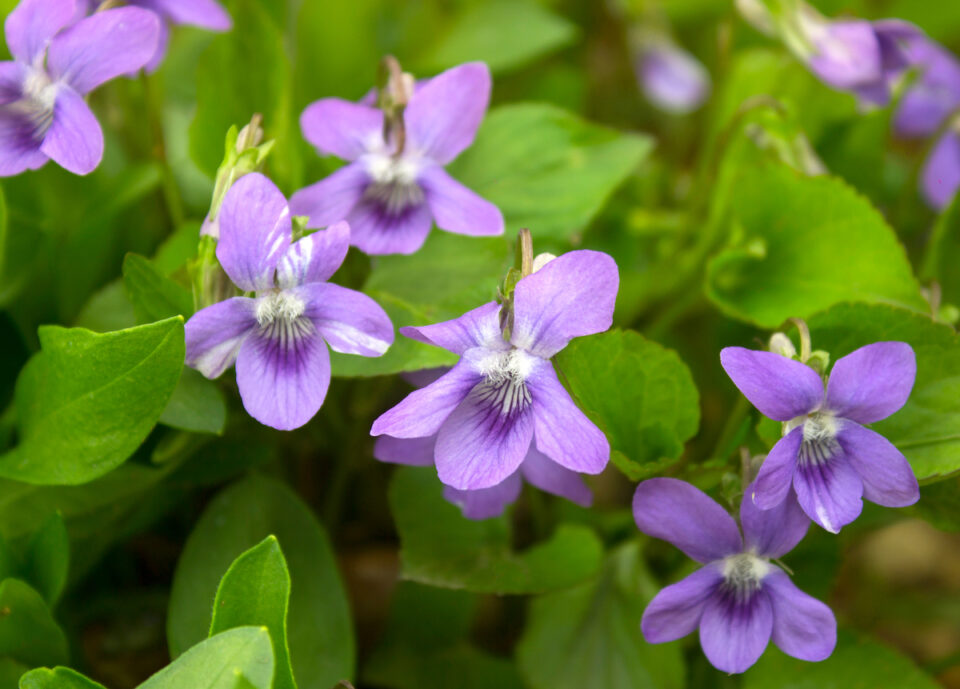 Wild Violet - Minneopa Orchards