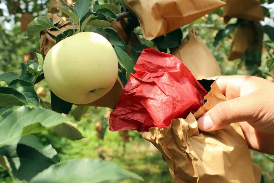 Growing Organic Apple Trees: Tips and Techniques for a Sustainable ...