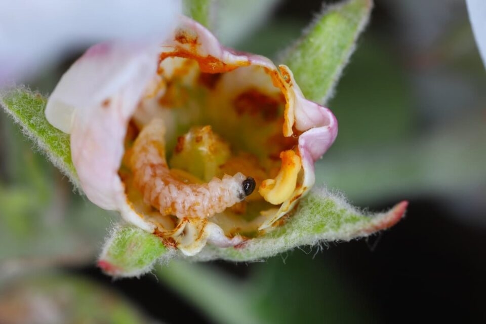 Growing Organic Apple Trees: Tips and Techniques for a Sustainable ...