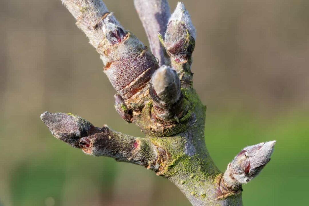 Signs of Spring: Understanding the Lifecycle of Apple Tree Blooms - Minneopa Orchards