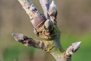 Signs of Spring: Understanding the Lifecycle of Apple Tree Blooms ...