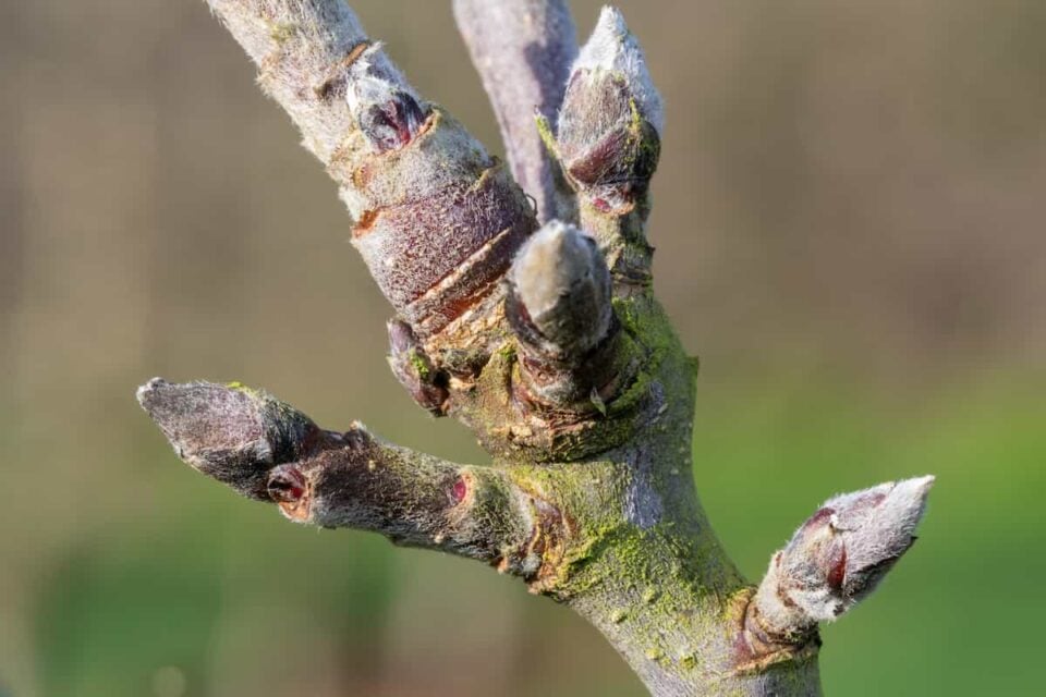 Signs of Spring: Understanding the Lifecycle of Apple Tree Blooms ...
