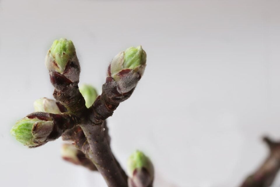 Signs of Spring: Understanding the Lifecycle of Apple Tree Blooms ...