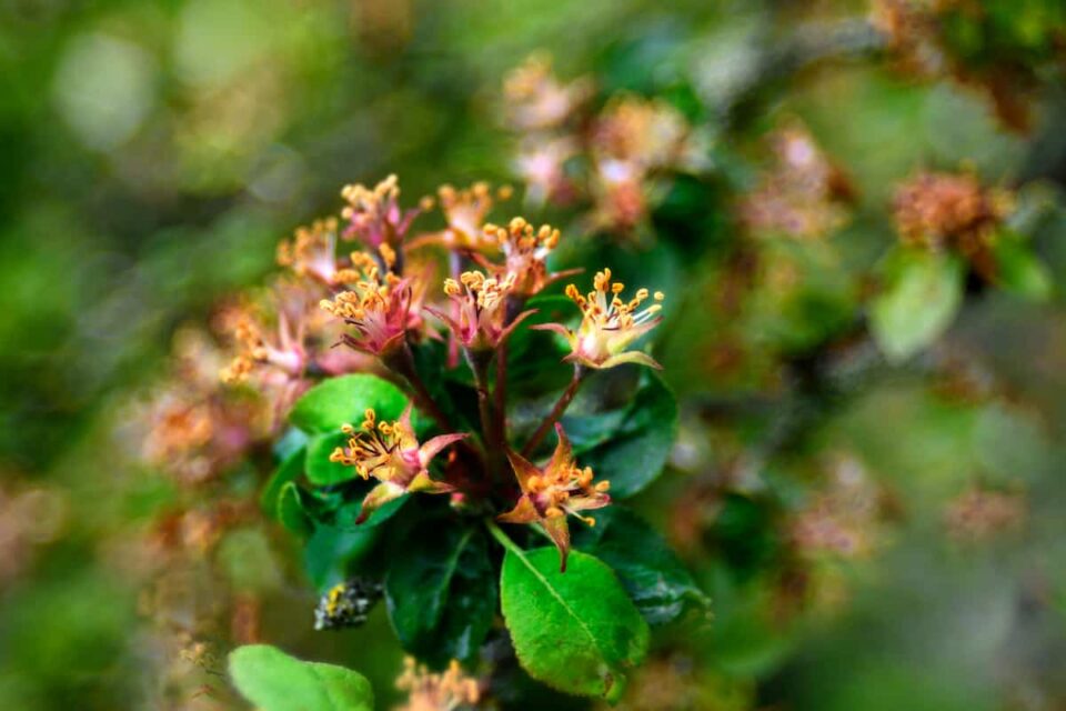 Signs of Spring: Understanding the Lifecycle of Apple Tree Blooms ...
