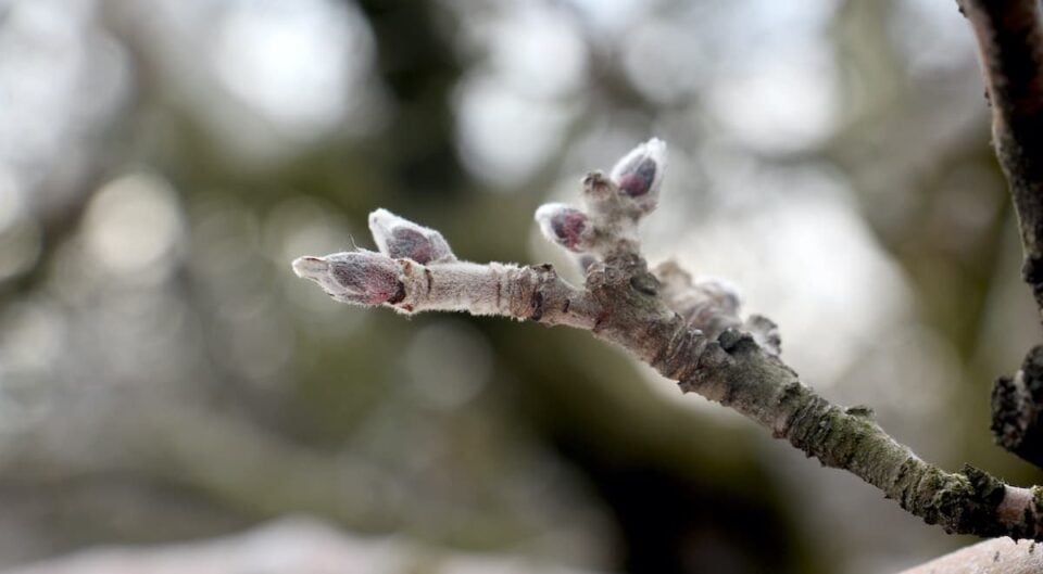 Signs of Spring: Understanding the Lifecycle of Apple Tree Blooms ...