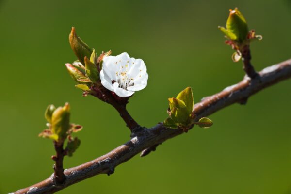 Signs of Spring: Understanding the Lifecycle of Apple Tree Blooms ...