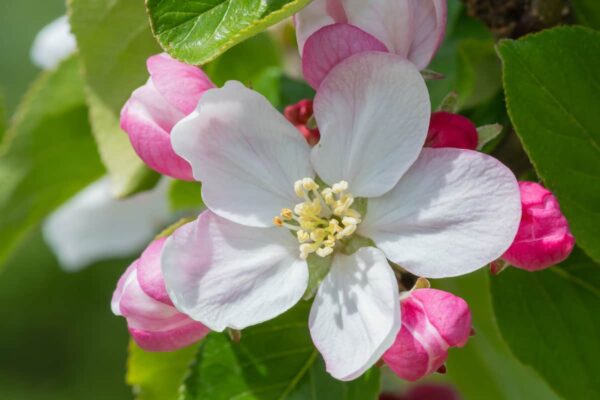 Signs of Spring: Understanding the Lifecycle of Apple Tree Blooms ...