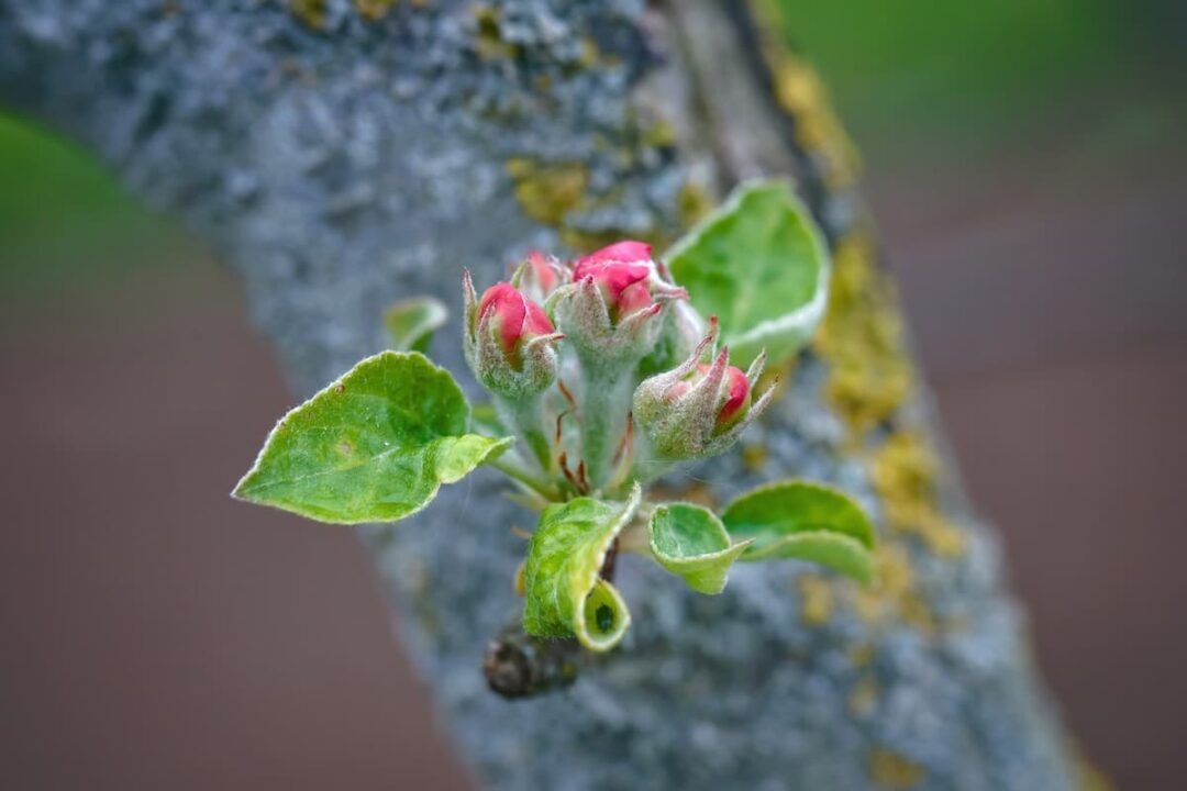 Signs of Spring: Understanding the Lifecycle of Apple Tree Blooms ...