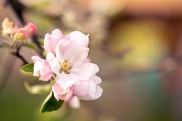 Signs of Spring: Understanding the Lifecycle of Apple Tree Blooms ...