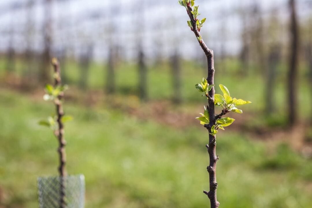 Bare Root Apple Trees 101: What You Need to Know Before You Plant ...