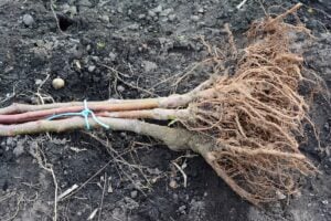 Bare Root Apple Trees 101: What You Need to Know Before You Plant ...
