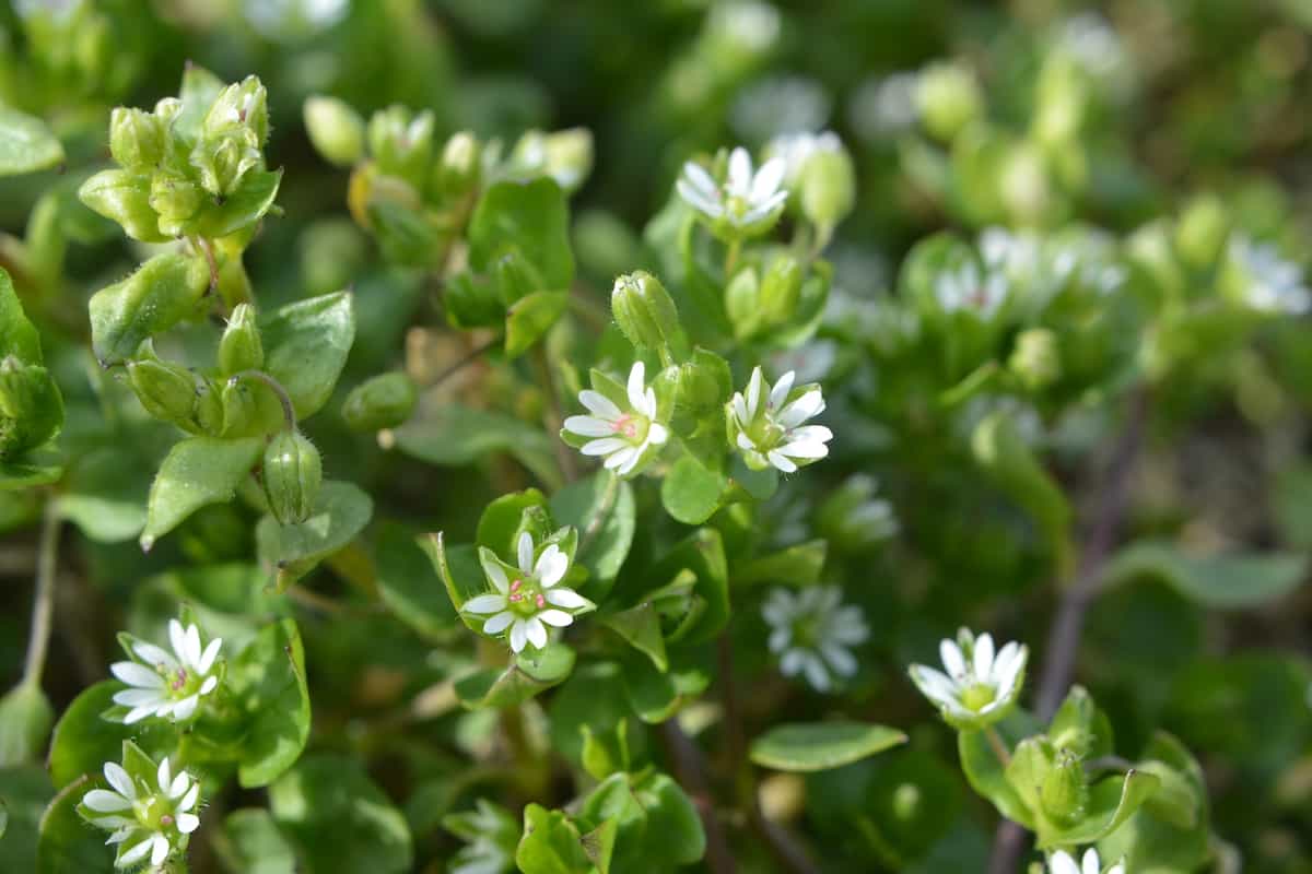 Chickweed - Minneopa Orchards