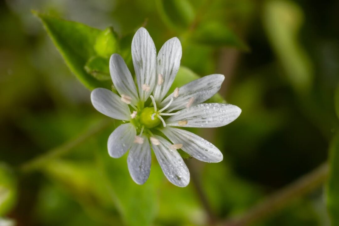 Chickweed - Minneopa Orchards