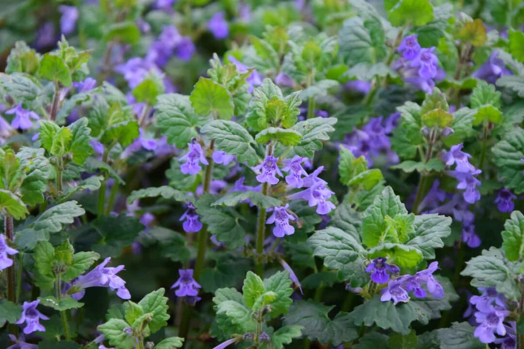 Creeping Charlie - Minneopa Orchards