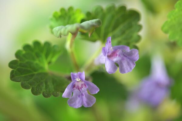 Creeping Charlie - Minneopa Orchards