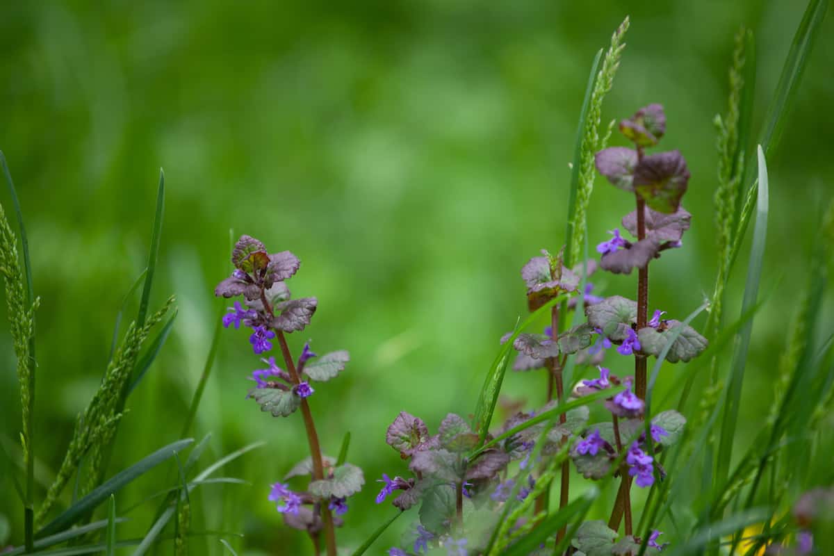 Creeping Charlie - Minneopa Orchards