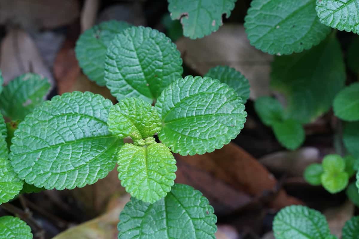 Creeping Charlie - Minneopa Orchards