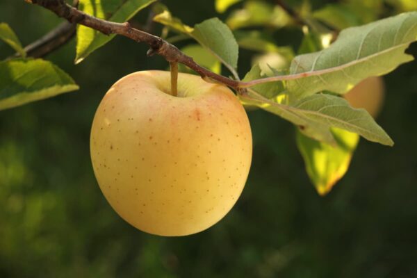 Growing Organic Apple Trees: Tips and Techniques for a Sustainable ...