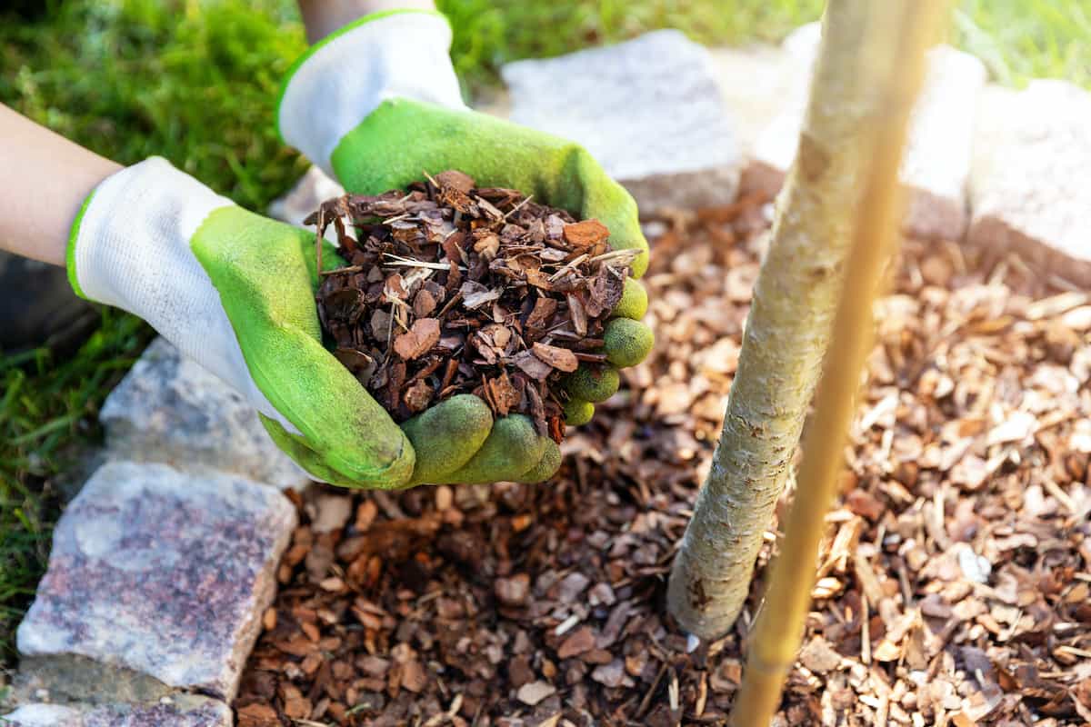Growing Organic Fruit Trees: How to Optimize Health and Yield Without ...