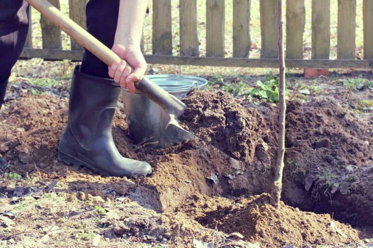 Bare Root Apple Trees 101: What You Need to Know Before You Plant ...