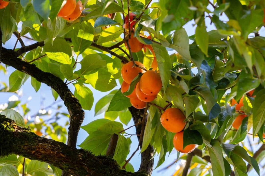 Persimmon Tree Care for Optimal Growth and Delicious Fruit Yield ...