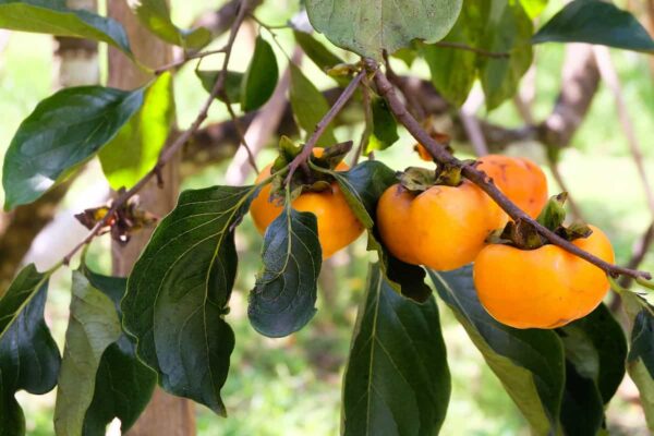 The Japanese Persimmon Tree - Minneopa Orchards