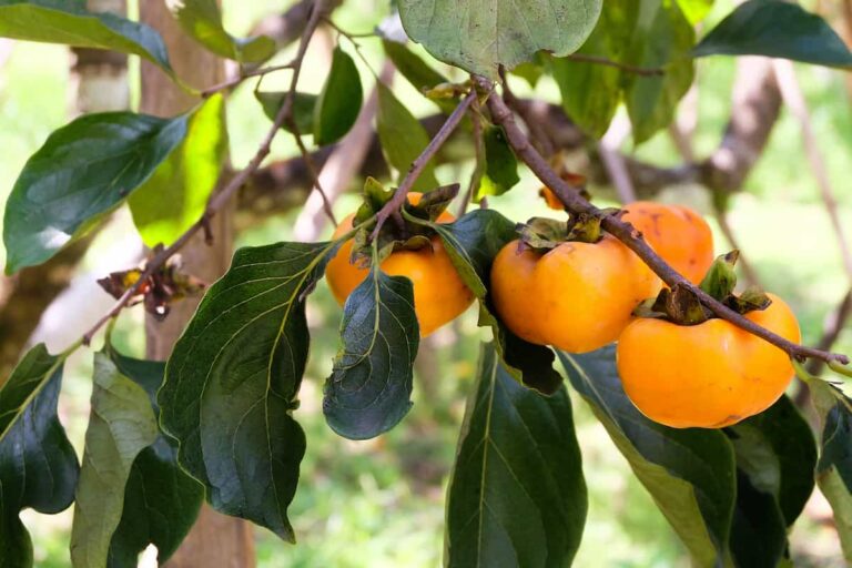 Pruning Persimmon Trees: A Complete Guide - Minneopa Orchards