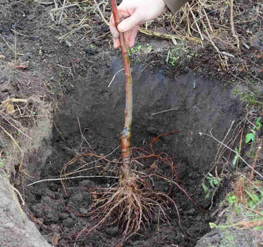 Bare Root Apple Trees 101: What You Need to Know Before You Plant ...