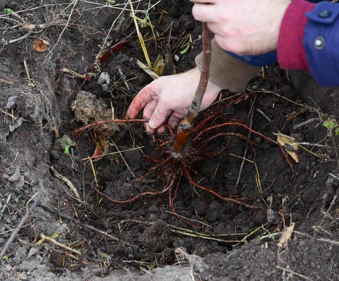 Bare Root Apple Trees 101: What You Need to Know Before You Plant ...