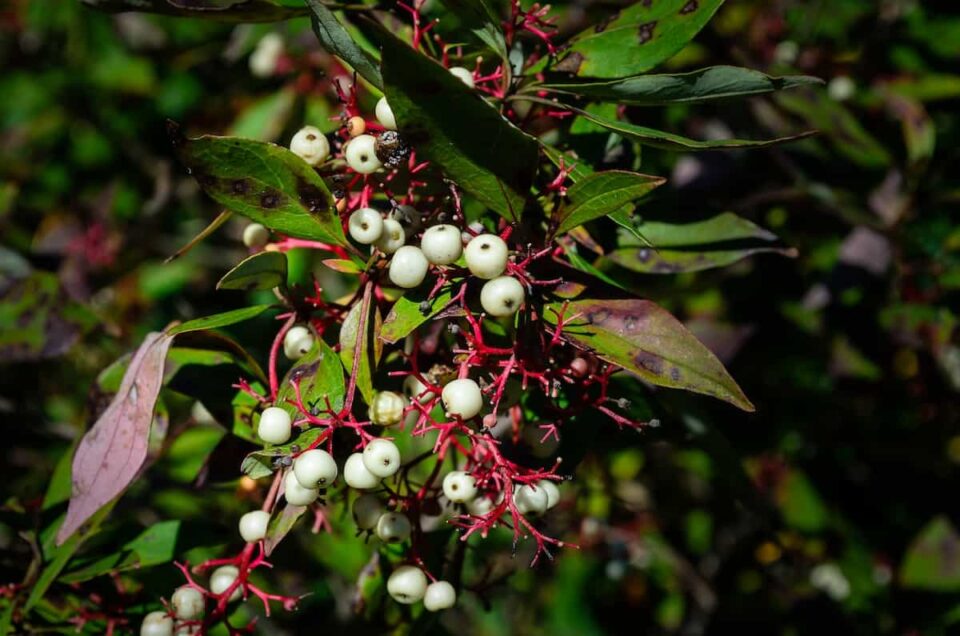 Poison Sumac - Minneopa Orchards