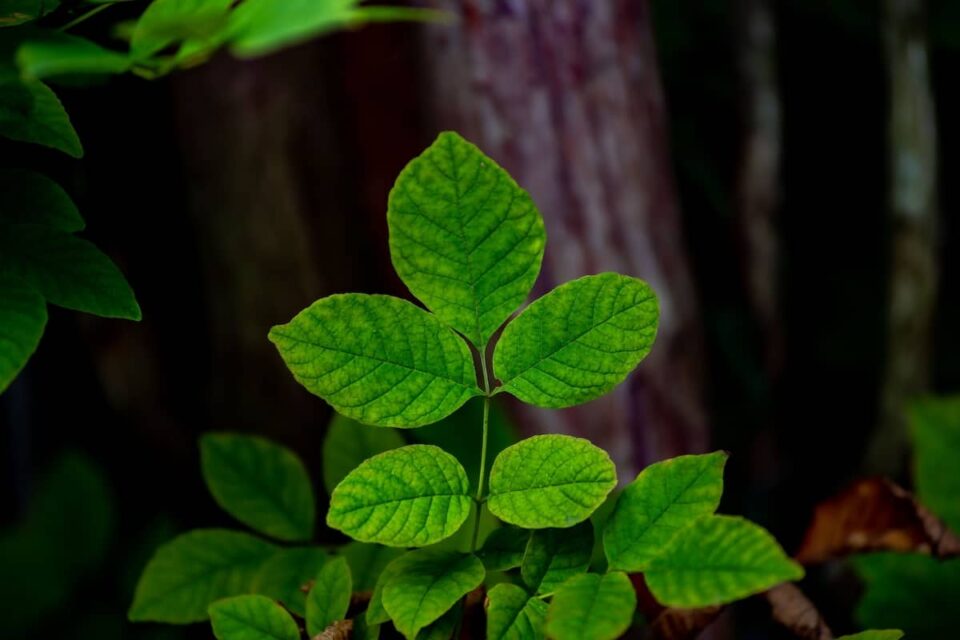 Poison Sumac - Minneopa Orchards