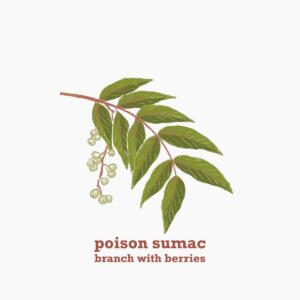 Poison Sumac - Minneopa Orchards