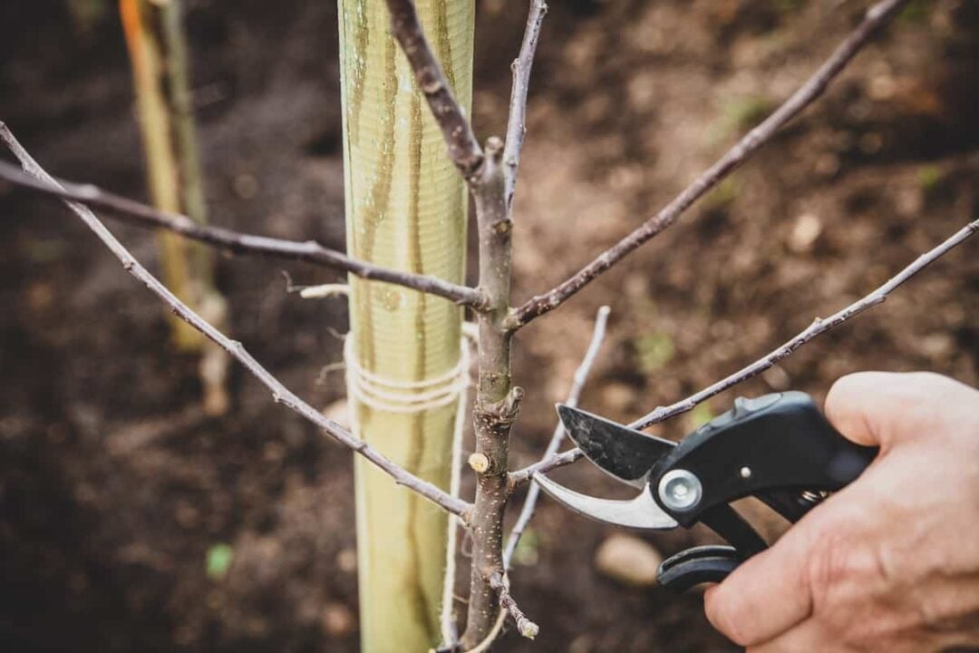 Bare Root Apple Trees 101: What You Need to Know Before You Plant ...