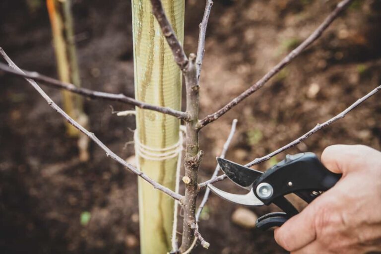 Bare Root Apple Trees 101: What You Need to Know Before You Plant ...