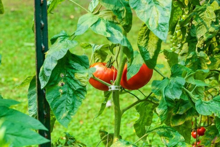 How to Tie Up Tomato Plants: The 4 Best Methods to Support Your Garden ...