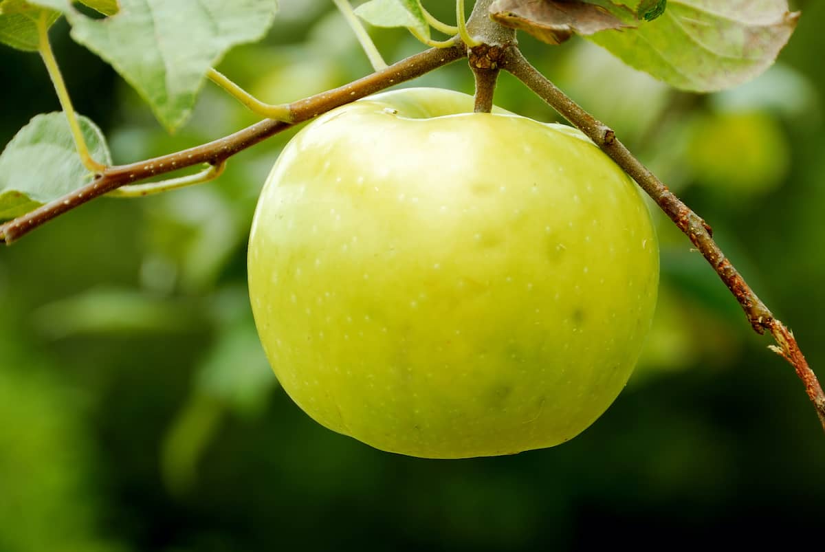 Growing Organic Fruit Trees: How to Optimize Health and Yield Without ...