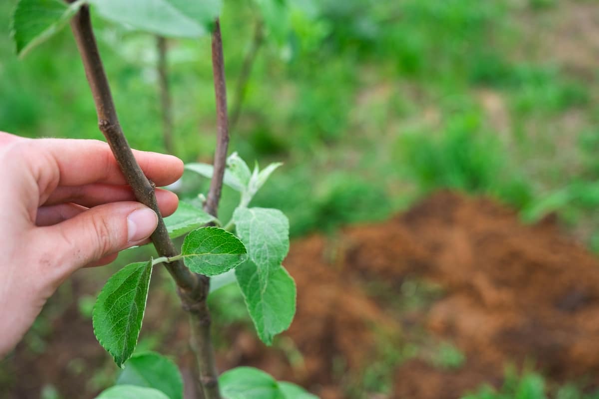 The Need for Speed: How to Choose and Care For Fast Growing Apple Trees ...