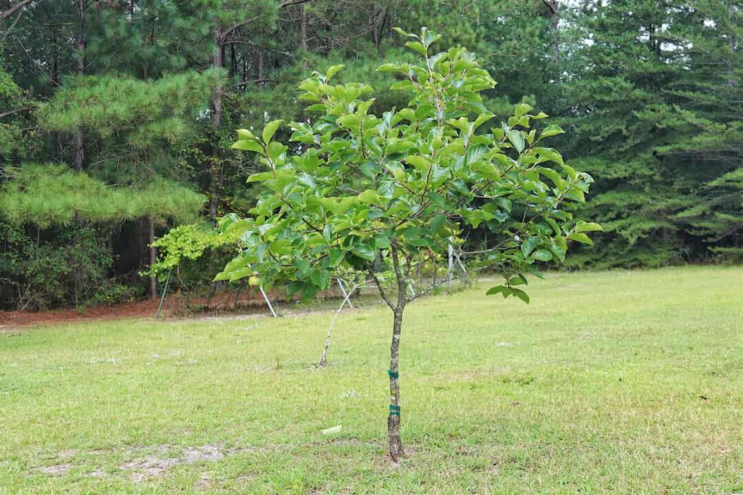 The Fuyu Persimmon Tree Minneopa Orchards