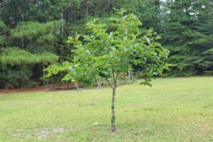 Persimmon Tree Identification Guide - Minneopa Orchards