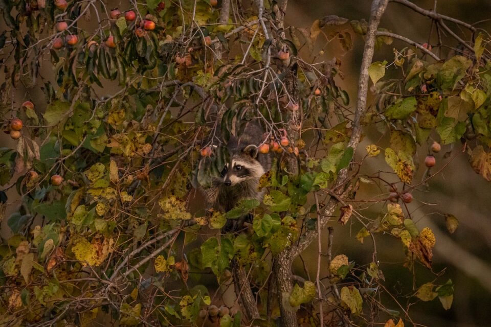 The American Persimmon Tree - Minneopa Orchards