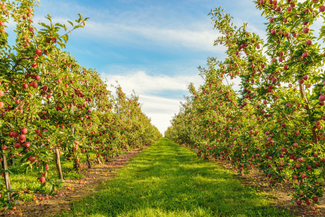 Apple Pollination Chart: A Guide With Simplified Steps for Success ...