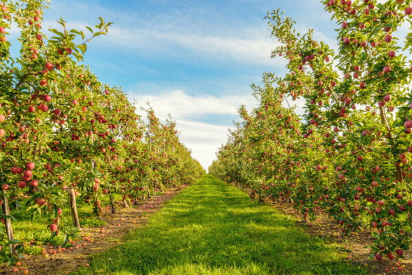 Apple Pollination Chart: A Guide With Simplified Steps for Success ...