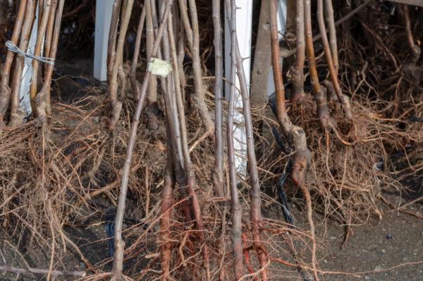 How to Plant and Care for Bare Root Fruit Trees - Minneopa Orchards
