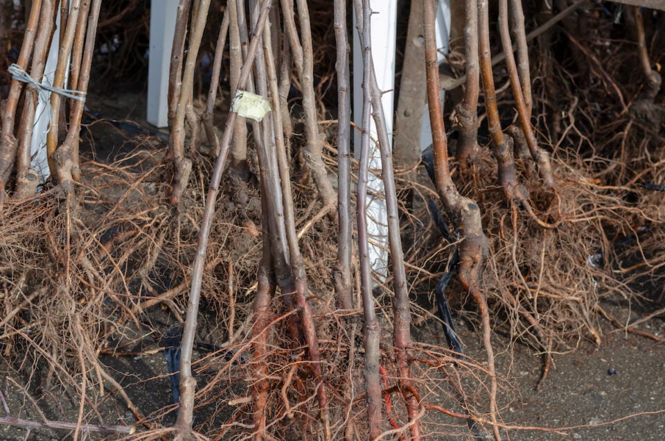 How to Plant and Care for Bare Root Fruit Trees - Minneopa Orchards