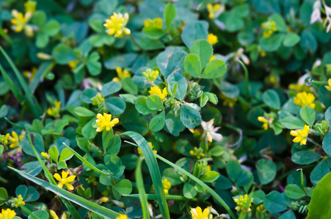 All About Black Medic - Minneopa Orchards